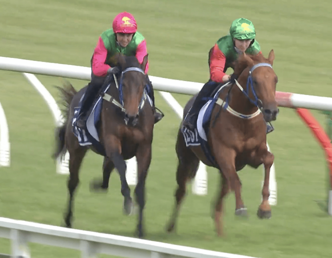 Trelawney Stud Offers Two Strong Colts at Karaka Ready to Run Sale ...