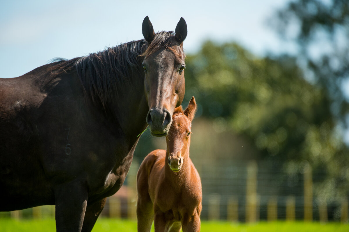 About | Trelawney Stud