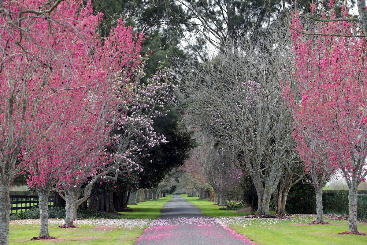 Home | Trelawney Stud