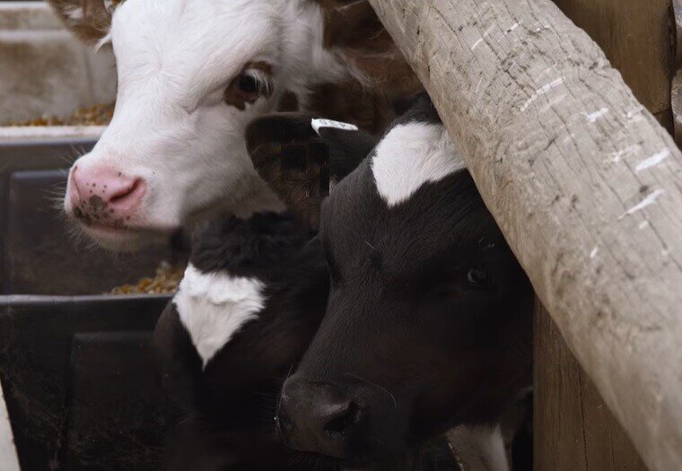 Calf Pen Cleaning Tips | Calving Best Practice | BPM NZ