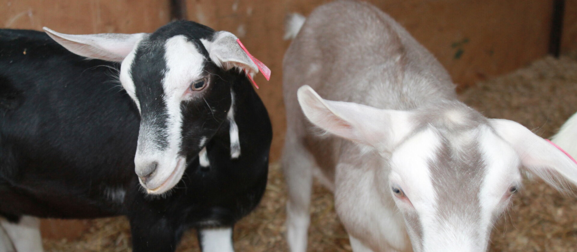 Rumen Health Boost for Goats & Sheep | Optimate Kickstart
