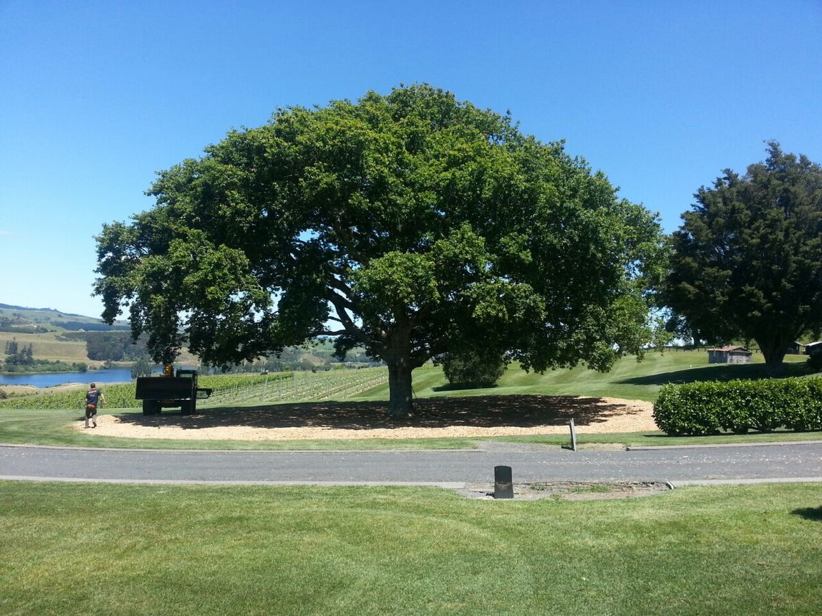 Spectrum Tree Works- Knowledgeable | Highly Skilled | Timely | Spectrum ...