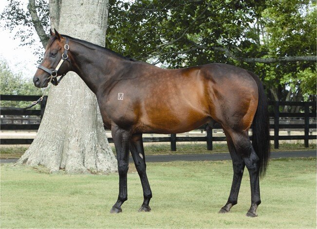 Another strong season for underrated stallion | The Oaks Stud