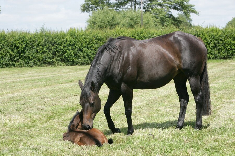 Foaling day watch position available | The Oaks Stud