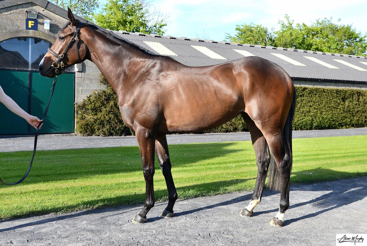 U S Navy Flag filly makes 100,000 euro | The Oaks Stud