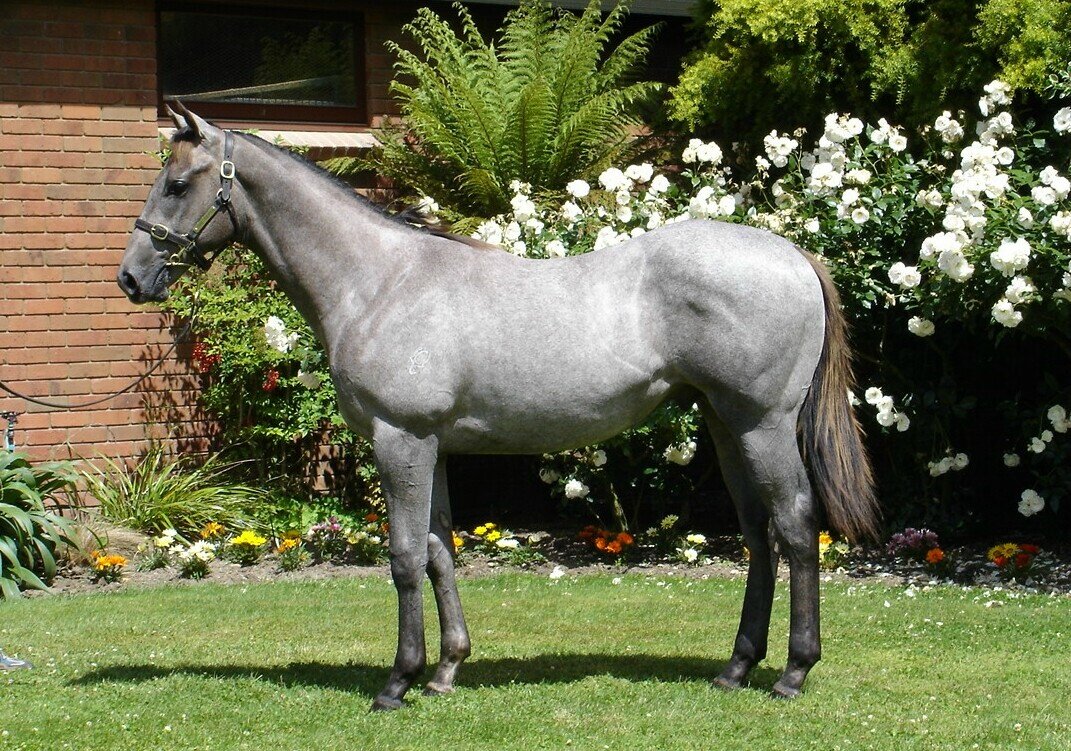 Racing | The Oaks Stud