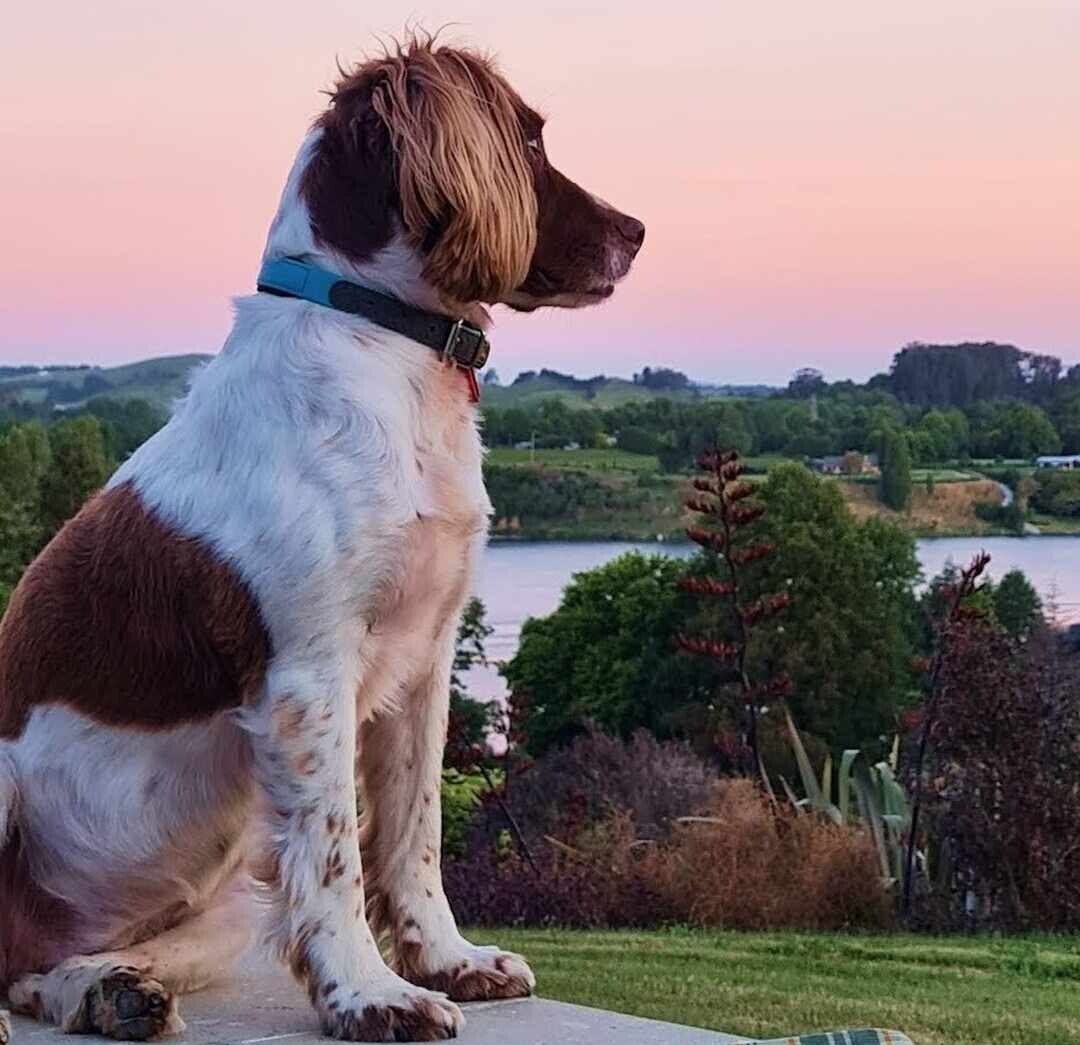 About Pincots Cottage, Karapiro