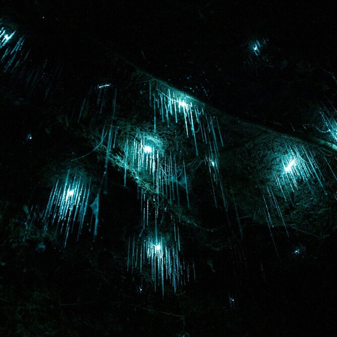A Guide’s Guide to Finding Glow Worms in Rotorua | Taiao Adventures