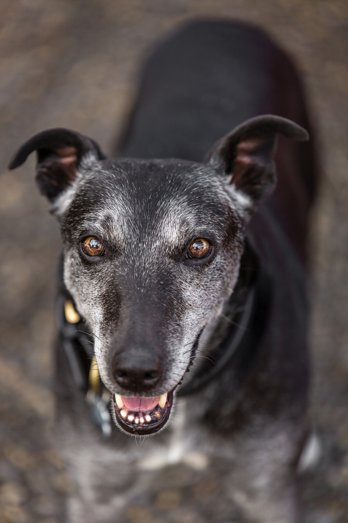 Pound Hounds Rescue | roo