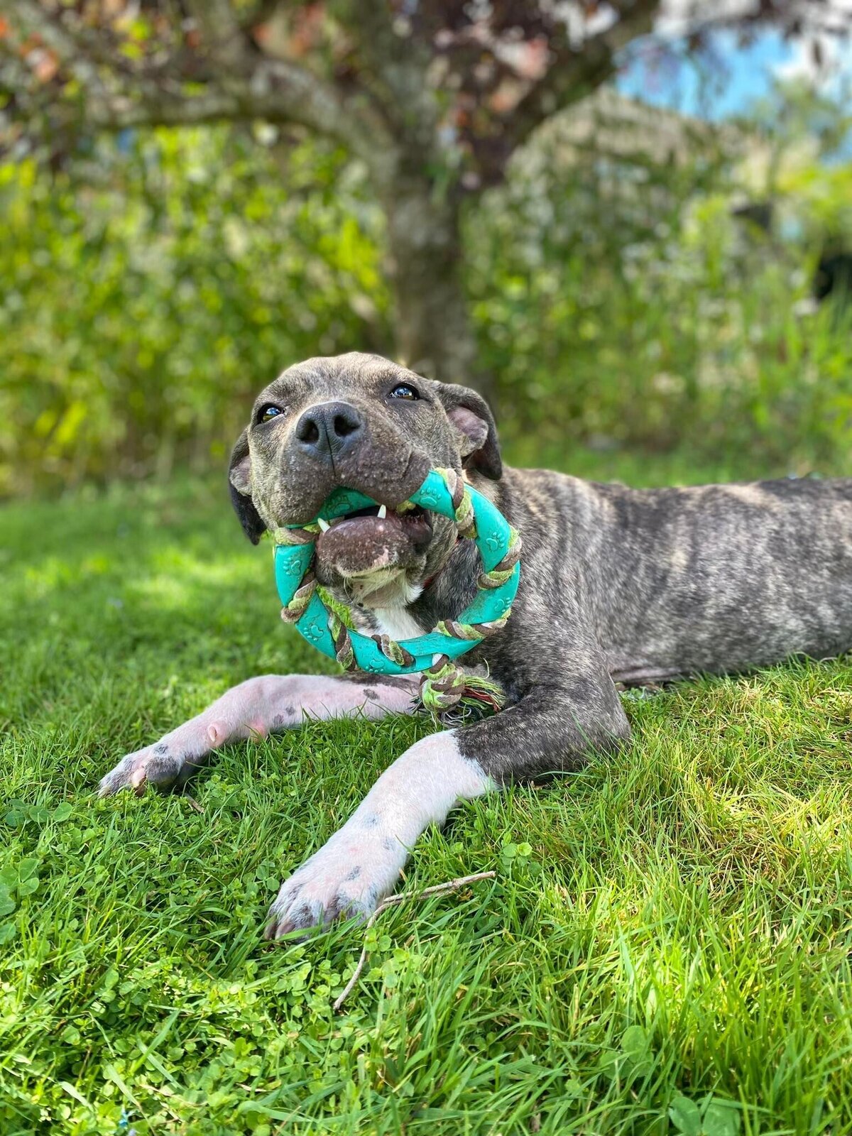 Pound Hounds Rescue | Adopt a Pound Dog | Puppy | Cambridge | Te Awamutu