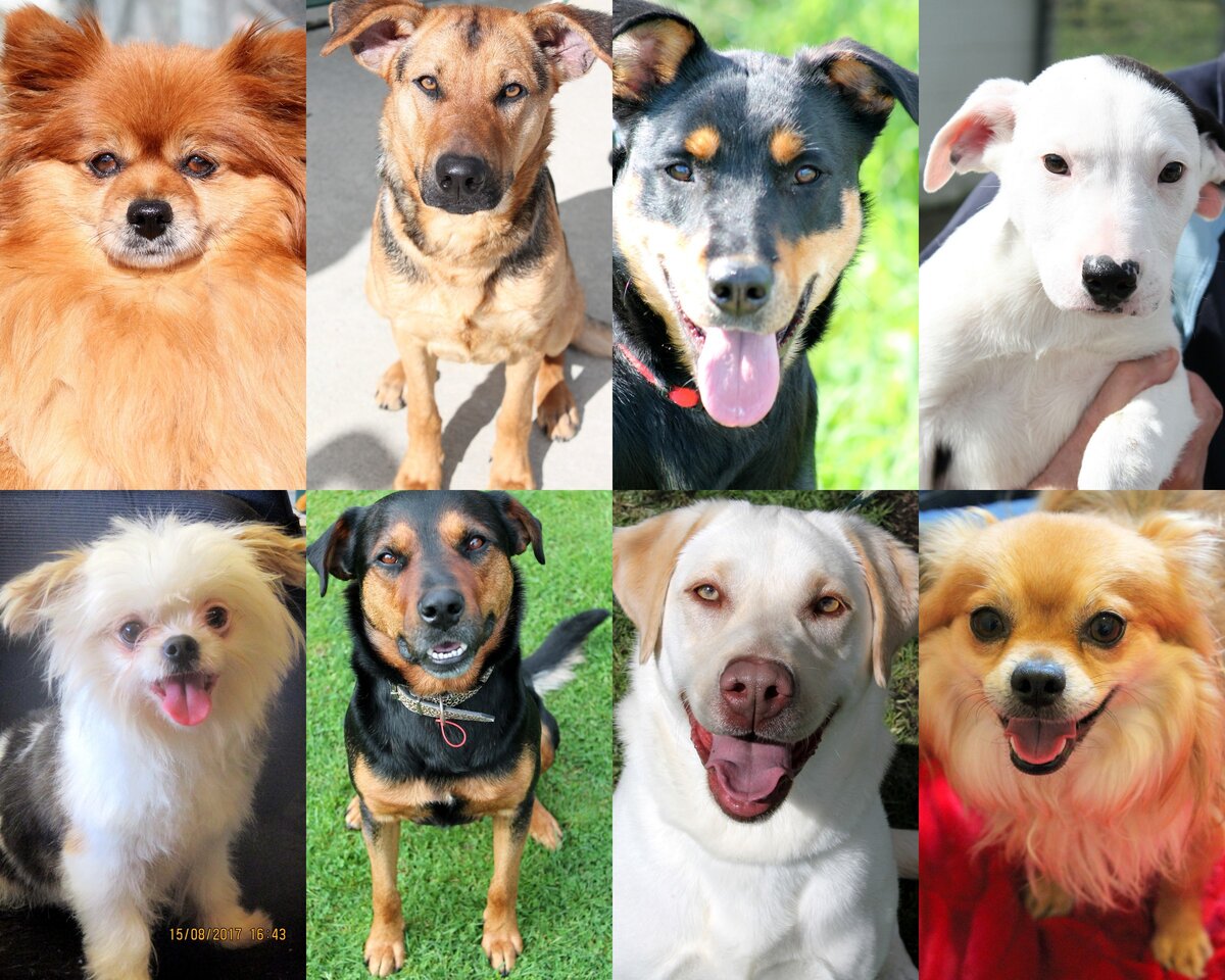 Pound Hounds Rescue | Adopt a Pound Dog | Puppy | Cambridge | Te Awamutu