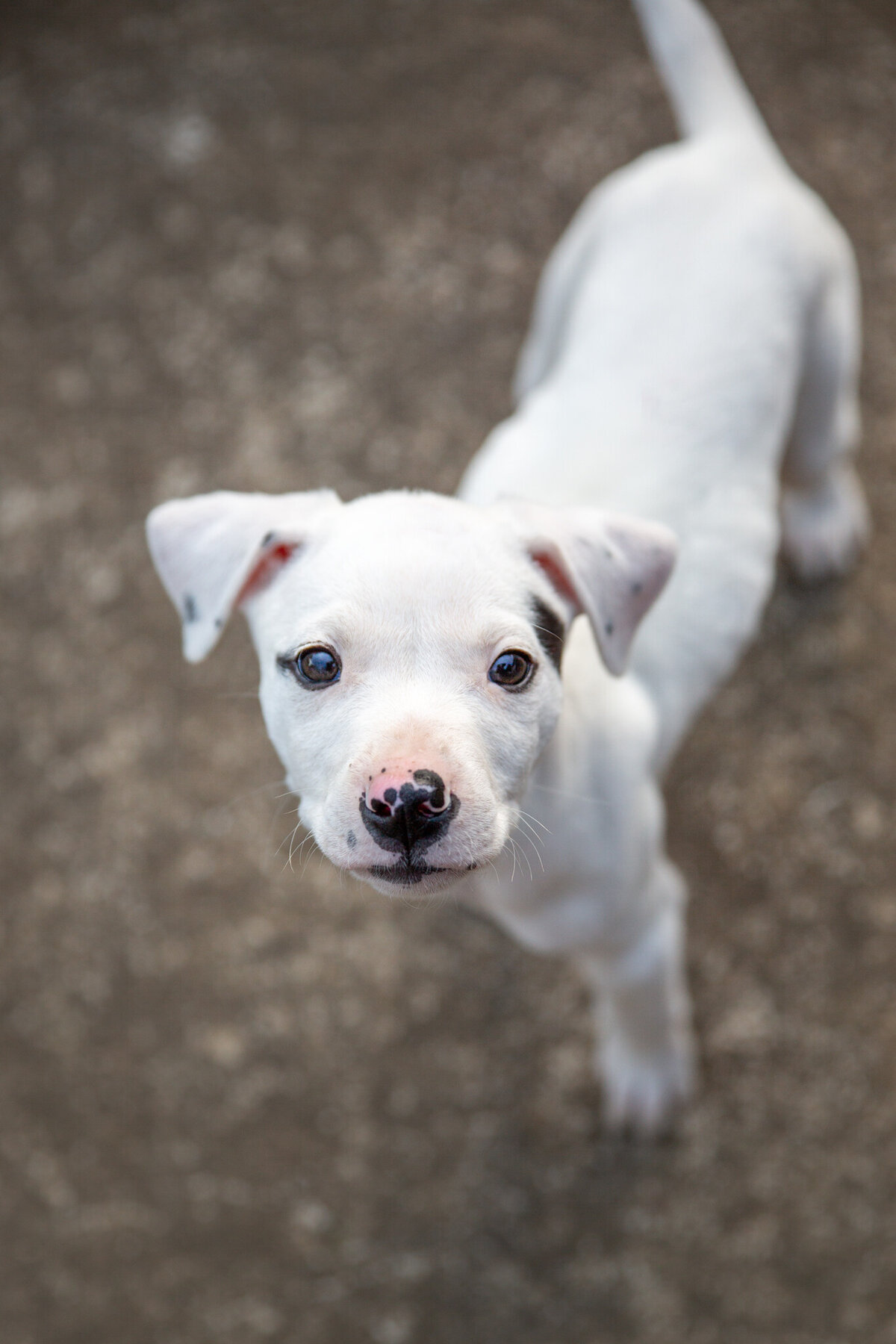 Pound Hounds Rescue | Adopt a Pound Dog | Puppy | Cambridge | Te Awamutu