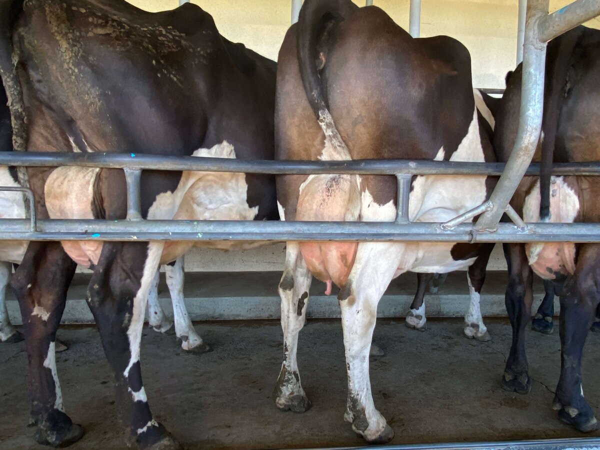 Draw the line with selective dry cow | WelFarm