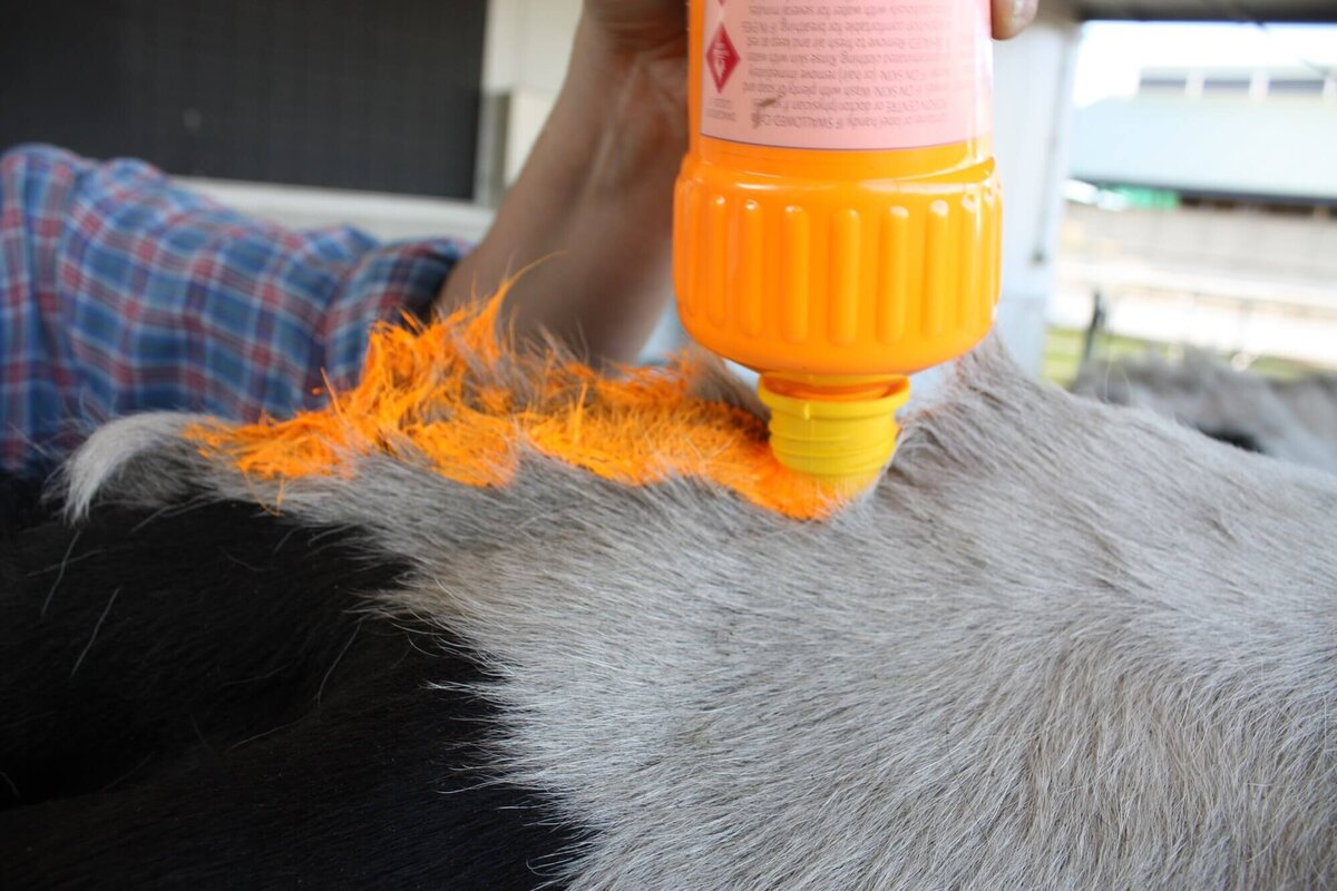 How’s your heat detection strategy? | WelFarm