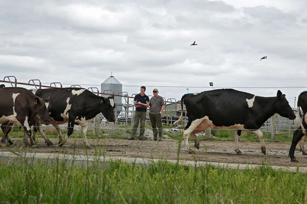 Dairy Cow Lameness | WelFarm