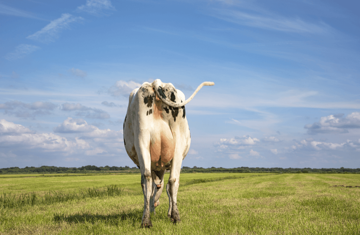 Dairy Cow Tail Damage | WelFarm