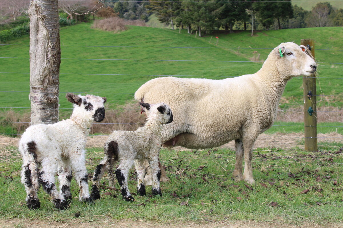 Breeding Up Rules | Majestic Sheep Breeders