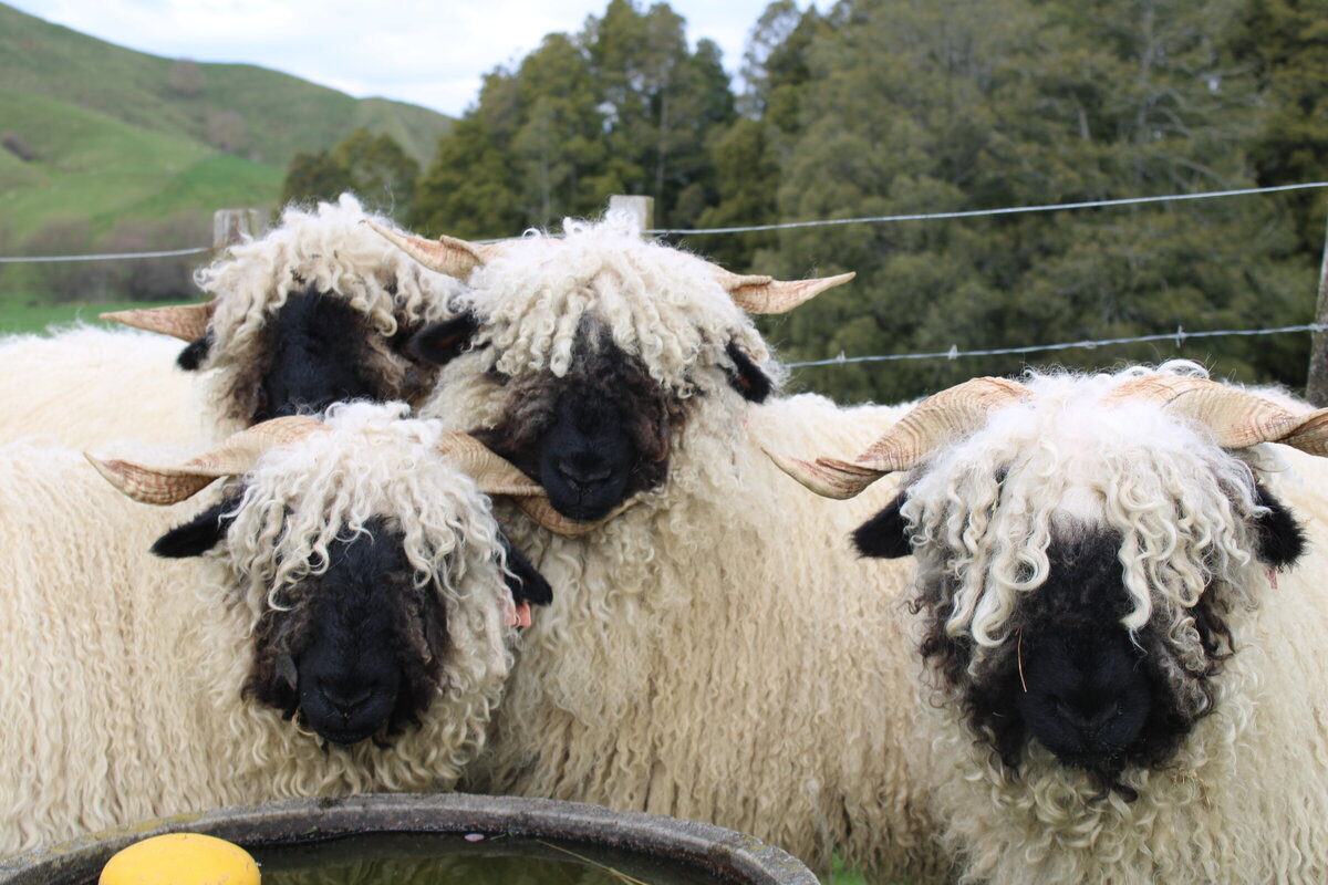 About Us | Majestic Sheep Breeders