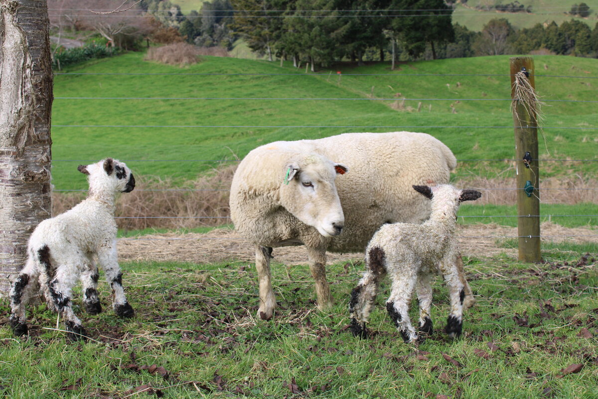 Breeding Up Rules | Majestic Sheep Breeders
