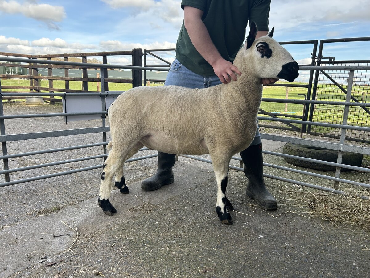 Kerry Hill | Majestic Sheep Breeders
