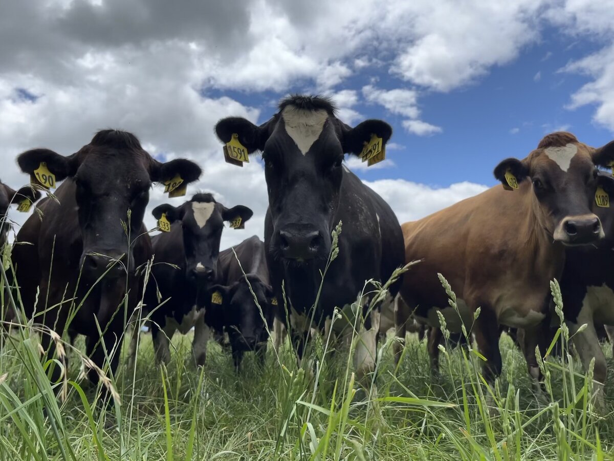 Our Farms | BEL Group