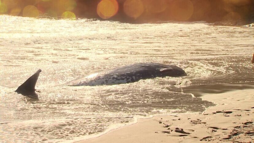 Exclusive: Local iwi Ngāti Hei begin traditional practice | Tangata ...