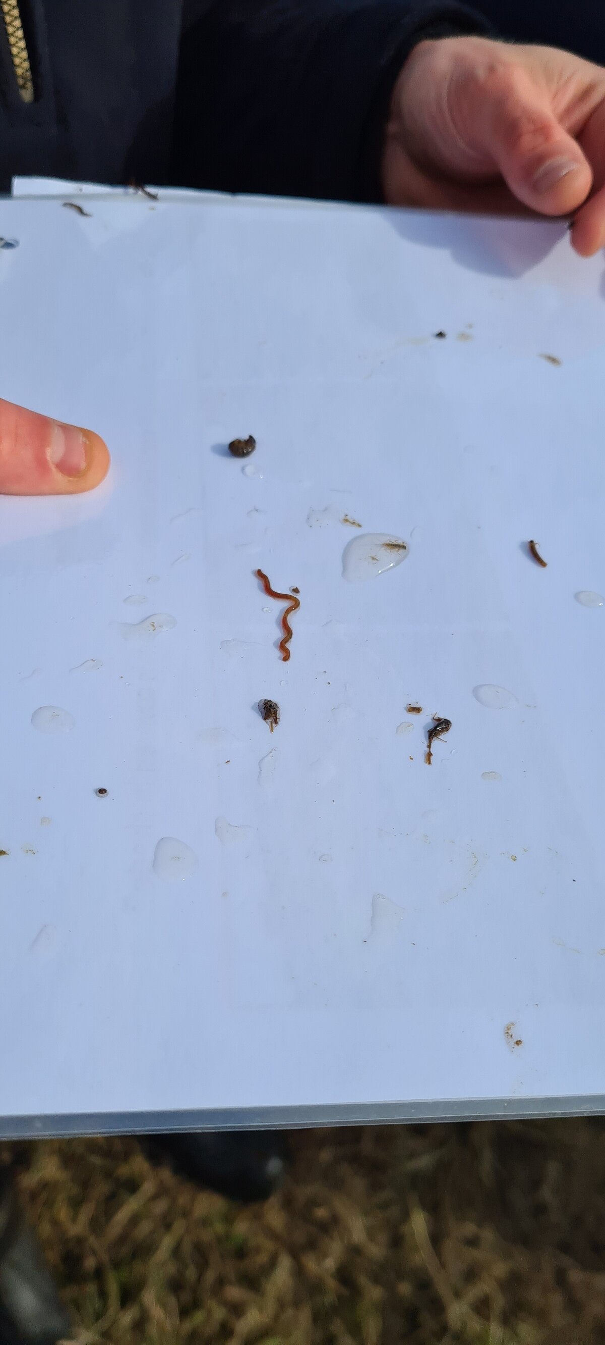 UPPER APARIMA | Thriving Southland