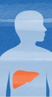 How to look after your liver | The Hepatitis Foundation of New Zealand