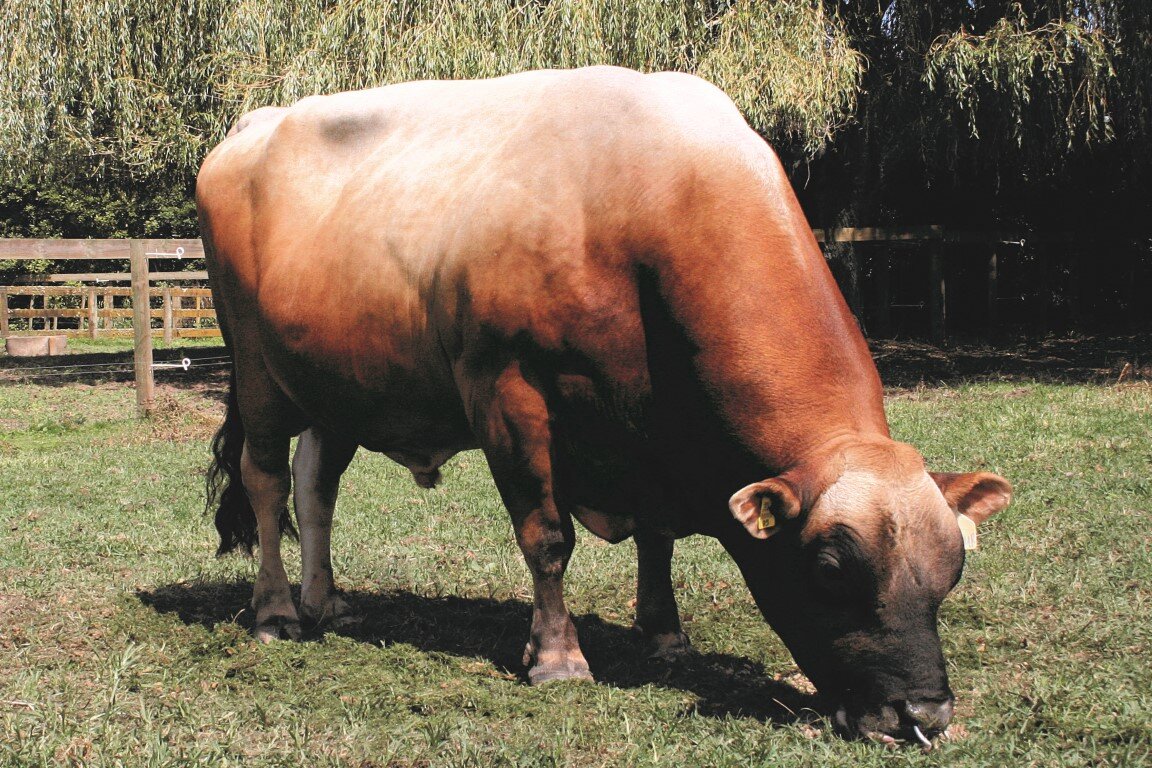 HMC | CLIENT NEWS: Turn your best bull calf into cash