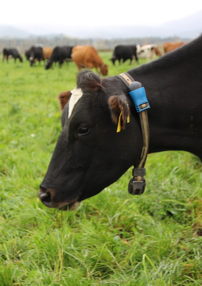 HMC | MSD Animal Health partners with Agrecovery to pilot recycling ...