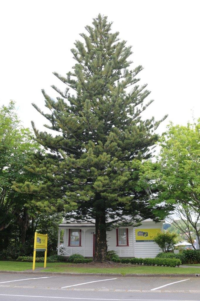 HMC | KCE Tree to ‘shine a light’ on hundreds of causes