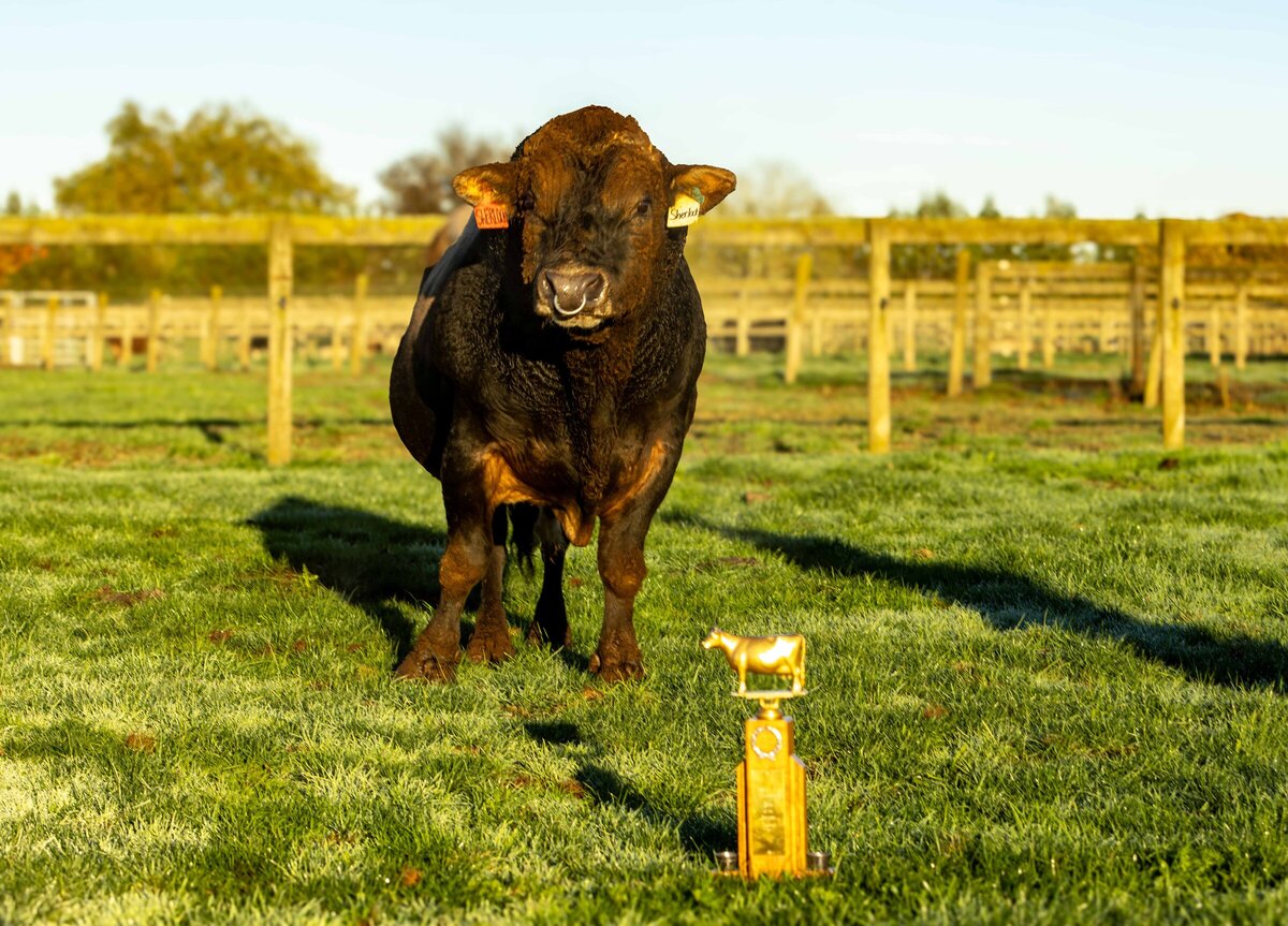 HMC | Northland bull wins prestigious national award