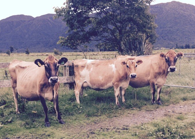 HMC | CLIENT NEWS: Breeding programme gives birth to horn-less dairy cows