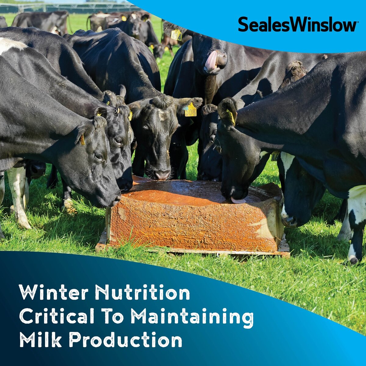 HMC | Winter nutrition critical to maintaining milk production