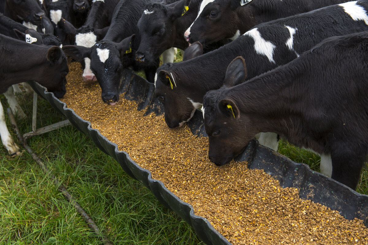 HMC | Starch and energy a priority for calving cows to complement ...