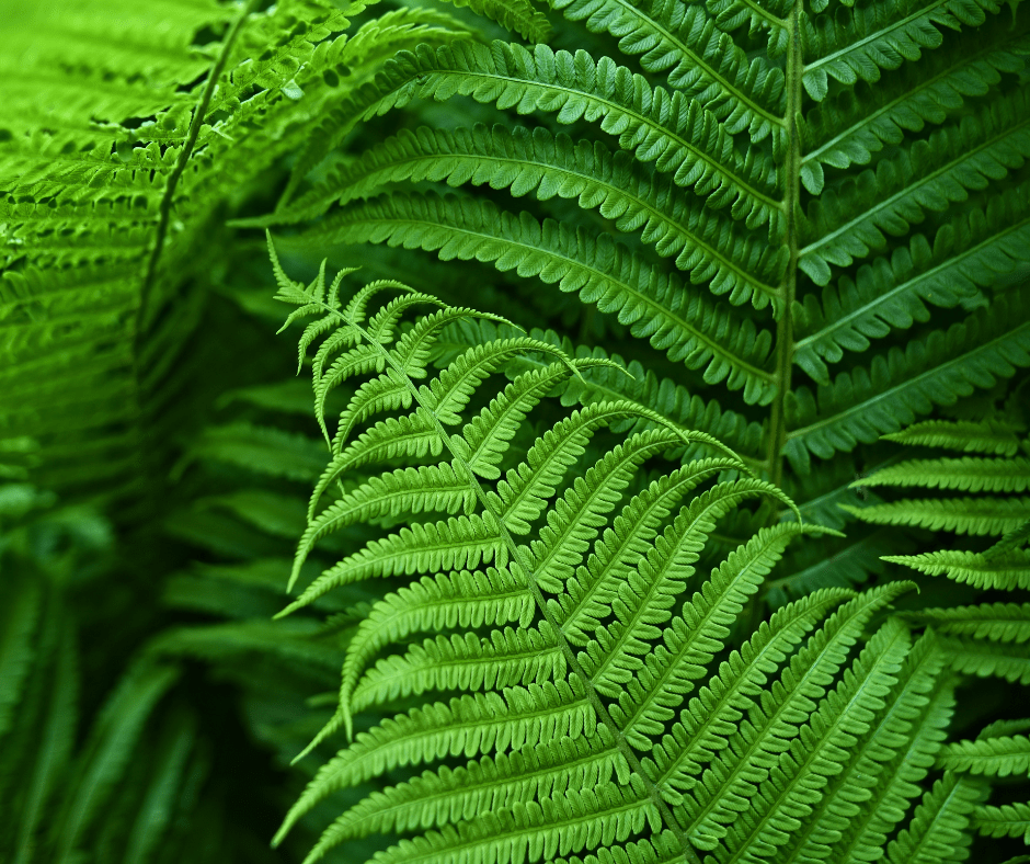 About Us - New Zealand Healthcare Chaplains Association | New Zealand Healthcare Chaplains ...