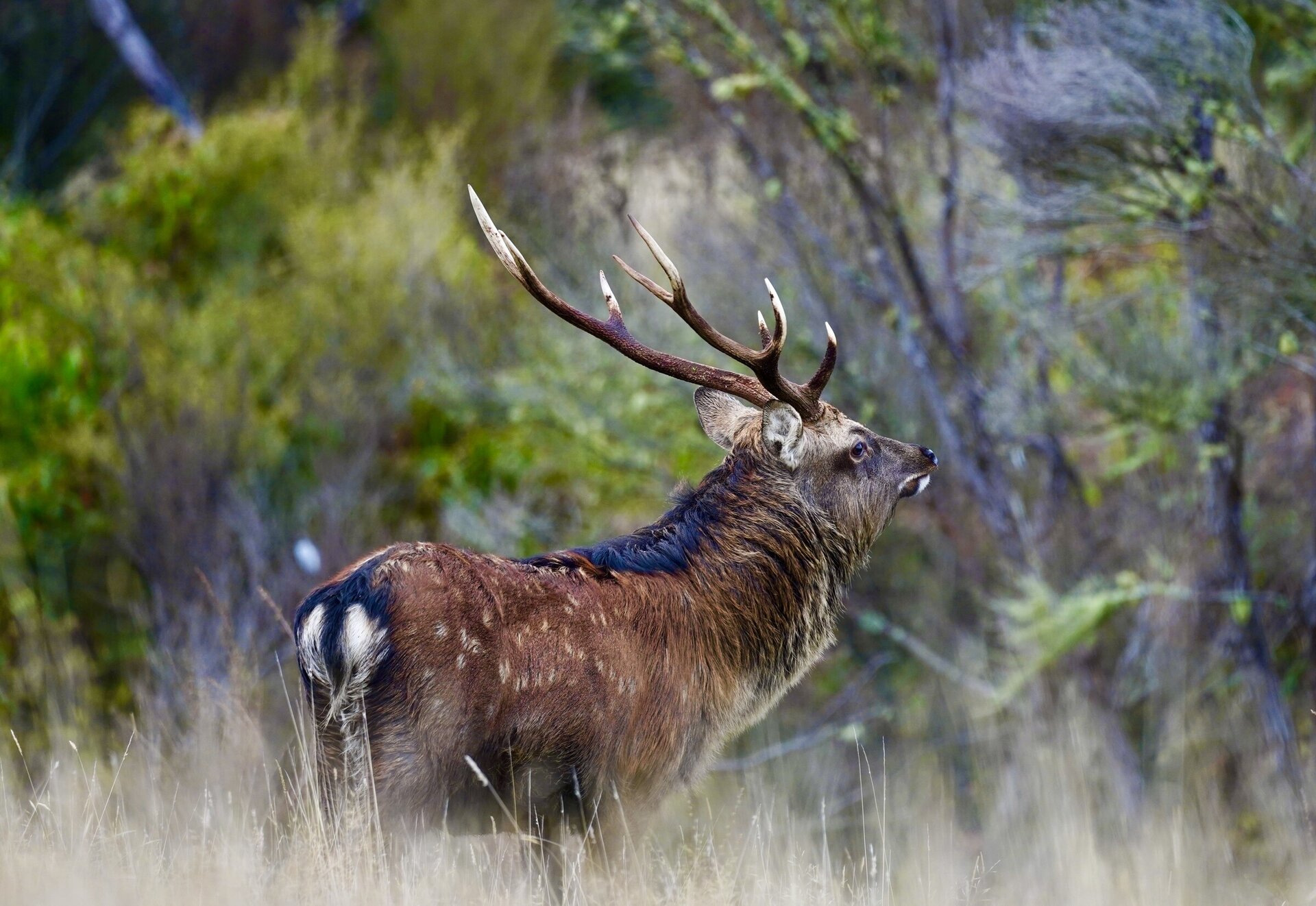 Head Comp Categories | Sika Show