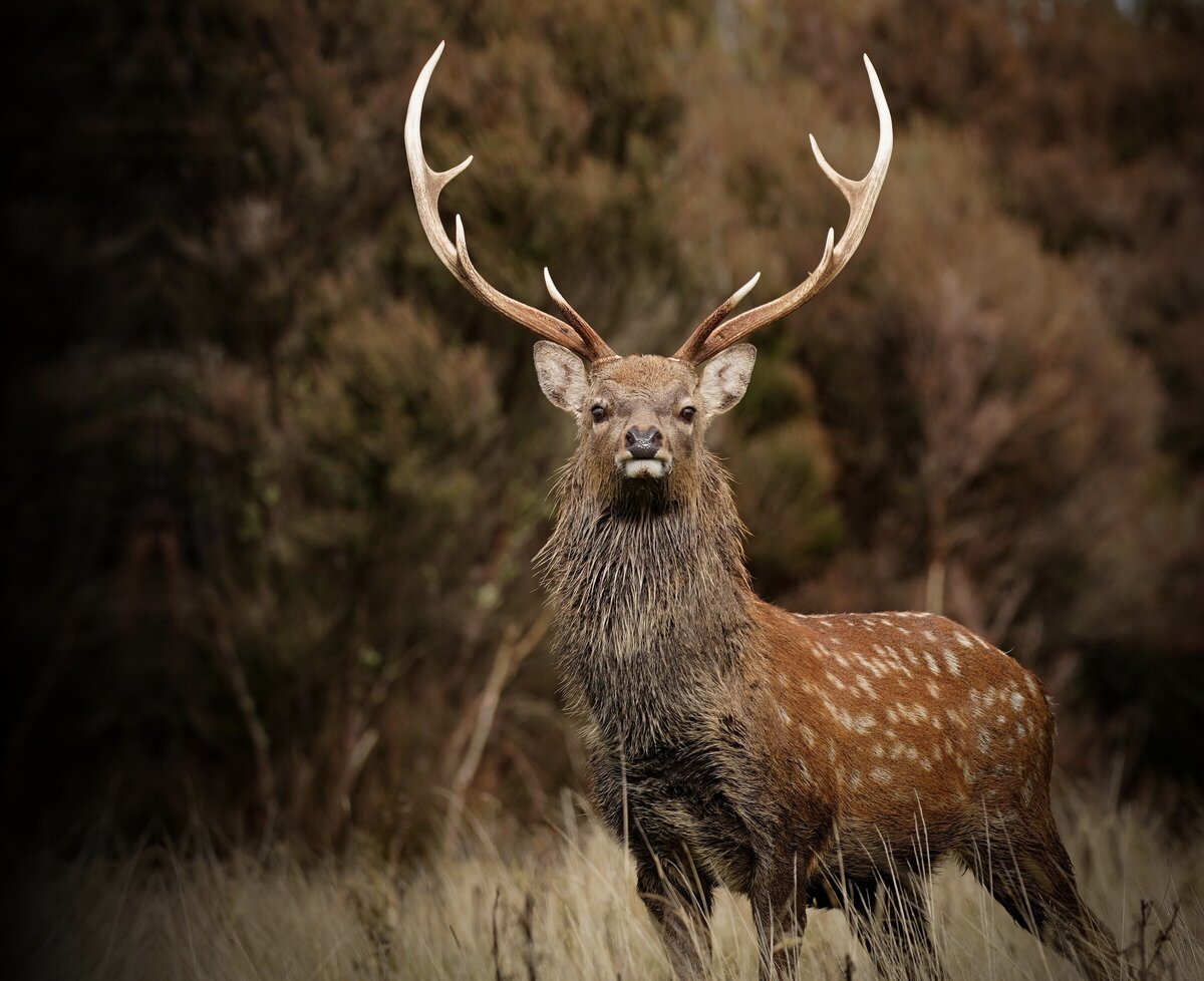 Home | Sika Show