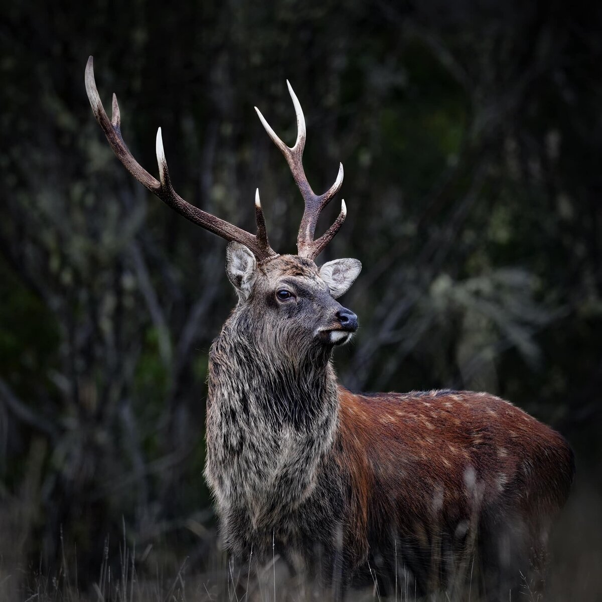Home | Sika Show