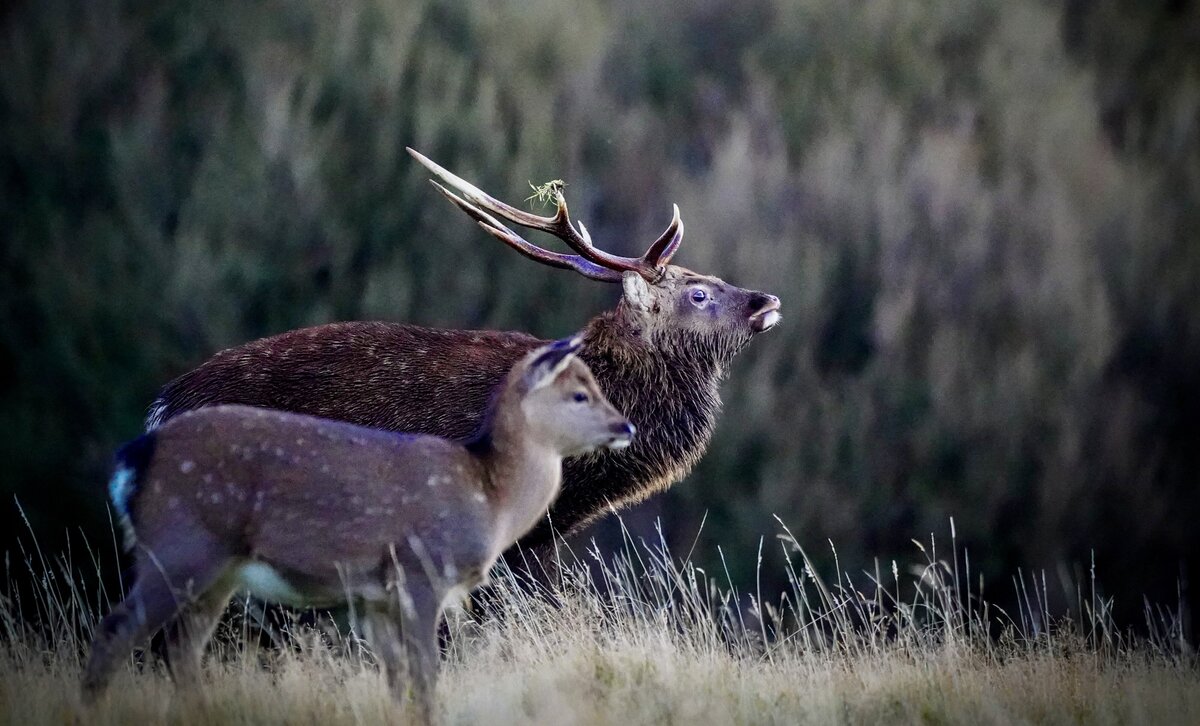 Head Comp Rules | Sika Show