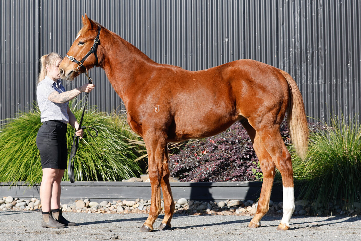 Sales | Highline Thoroughbreds