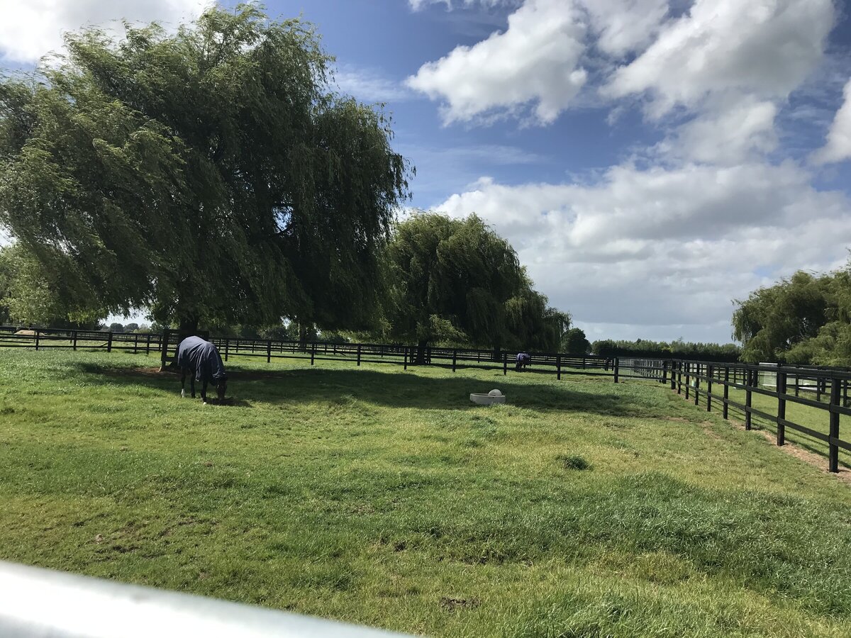 Services | Highline Thoroughbreds