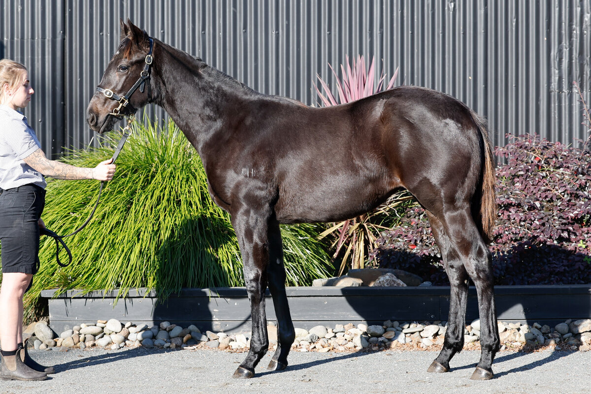 Sales | Highline Thoroughbreds