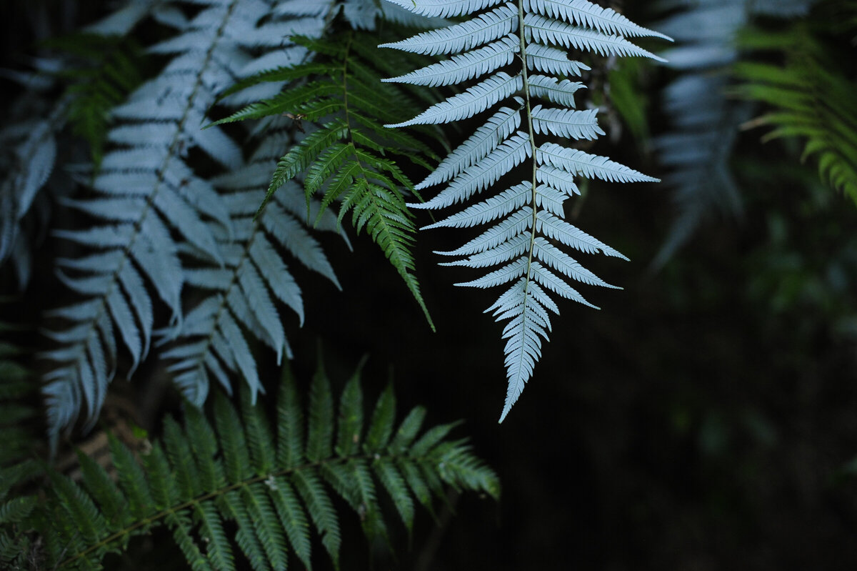 Capernwray New Zealand | About