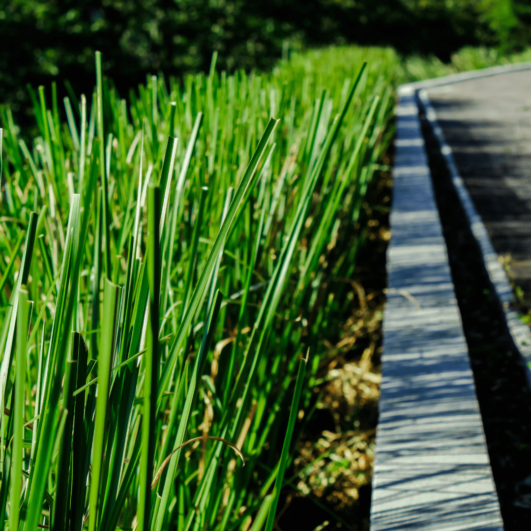 Vetiver Grass | Waihi, New Zealand