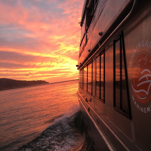 Raglan Sunset Cruises | Raglan Boat Charters - WahineMoe