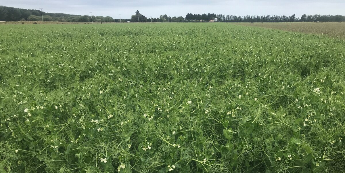 Forage Peas | GSB Brokers