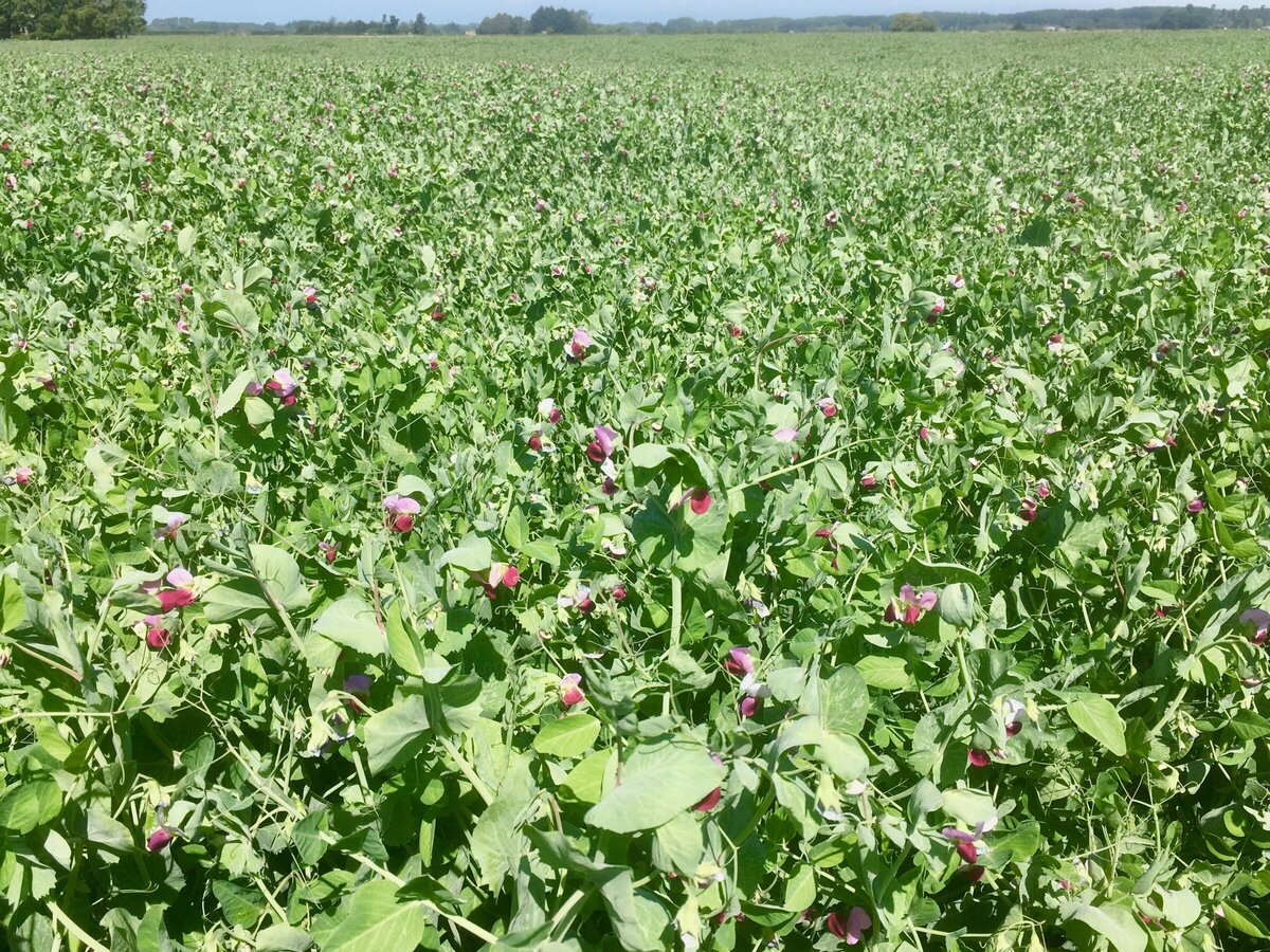 Maple Peas | GSB Brokers