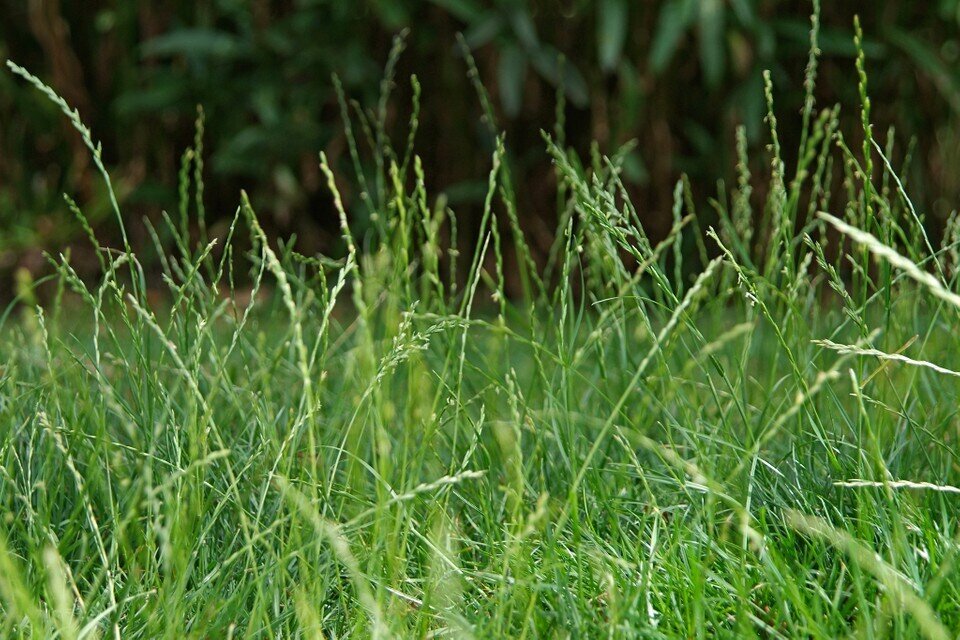 Ryegrass | GSB Brokers