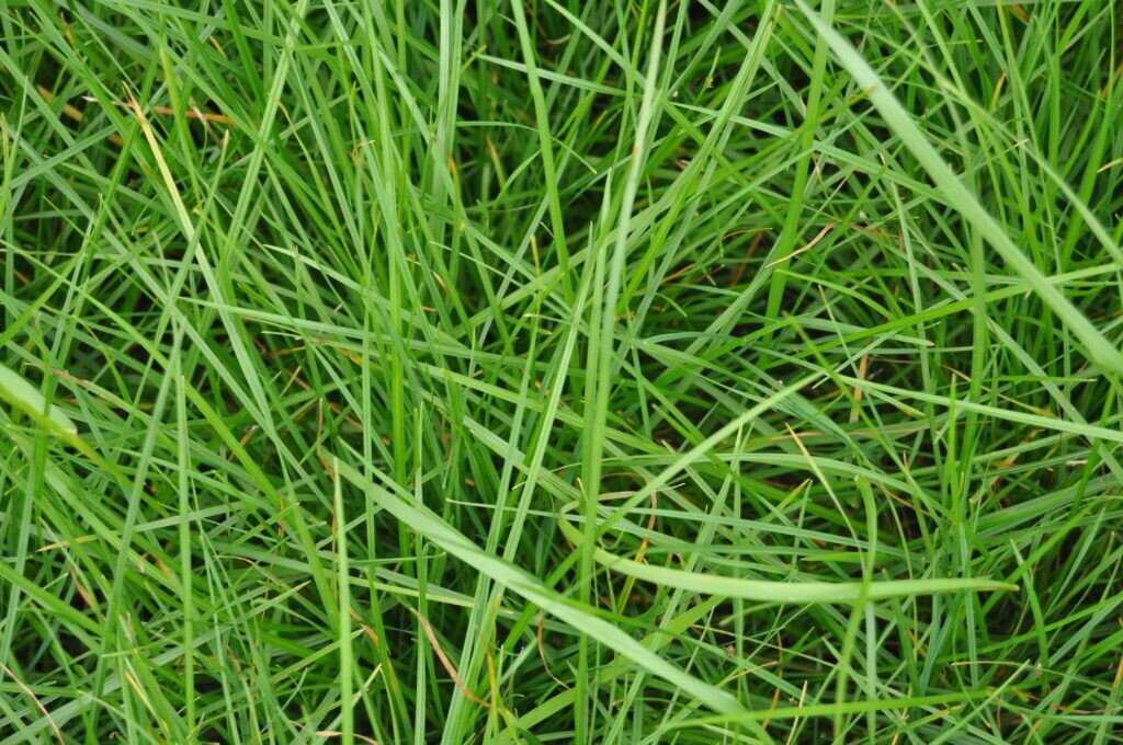 Diploid Perennial Ryegrass | GSB Brokers